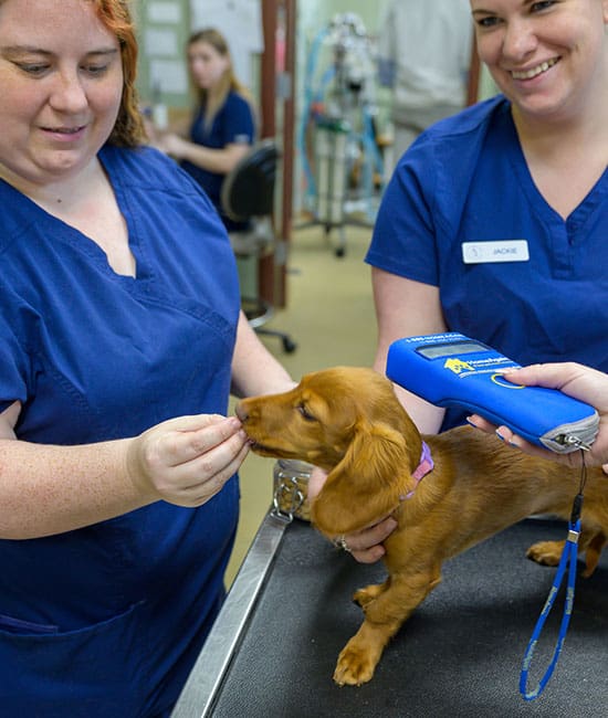 Wellness and Preventive Care - Vet in Mount Pleasant | Safe Harbor ...