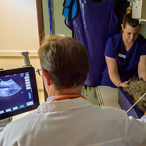 Diagnostic Testing For Pets | Safe Harbor Animal Hospital SC