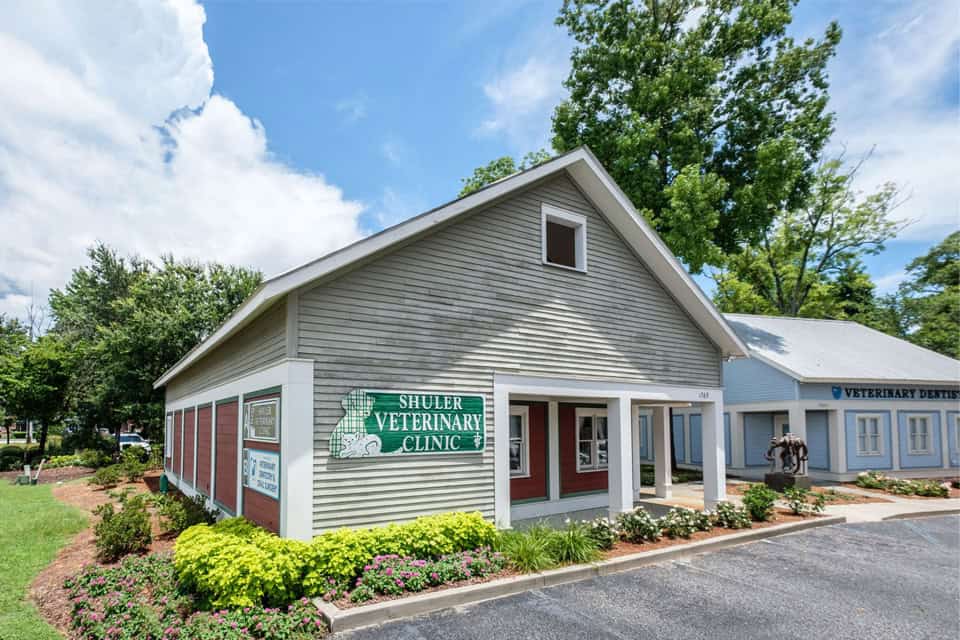 Story - Vet in Mount Pleasant | Safe Harbor Animal Hospital