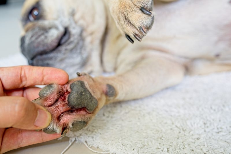 Pet Dermatology: Skin Conditions in Cats and Dogs | Safe Harbor Animal ...