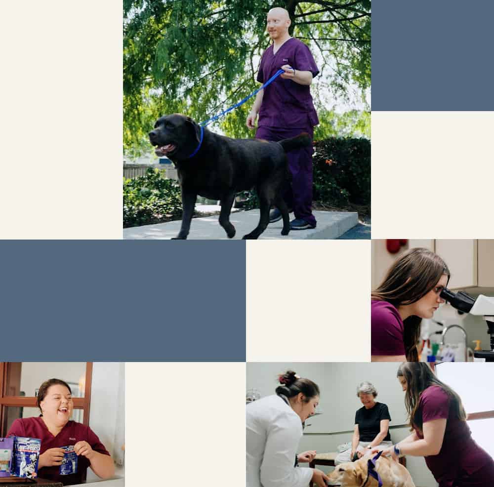 Veterinarians In Mount Pleasant SC Safe Harbor Vet Hospital